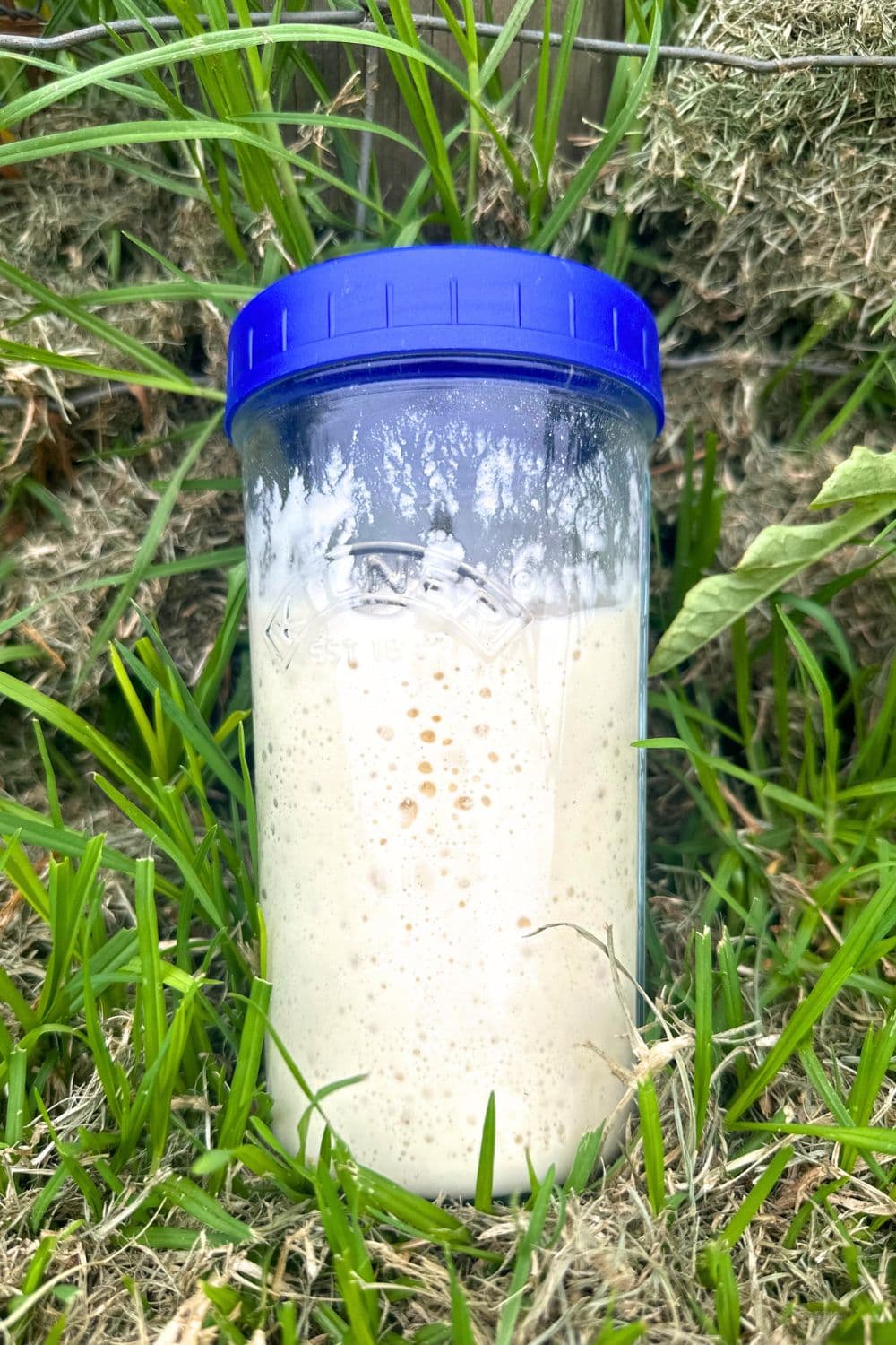Can I Feed My Sourdough Starter Different Types of Flour? - The Pantry Mama Can I Feed My Sourdough Starter Different Types of Flour? - The Pantry Mama