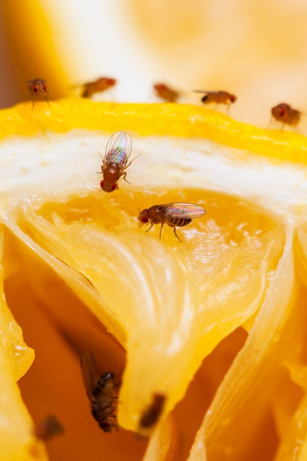 Dealing With Fruit Flies In Your Sourdough Starter - The Pantry Mama