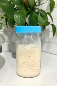 Sourdough Starter vs Sourdough Discard: What's The Difference? - The ...